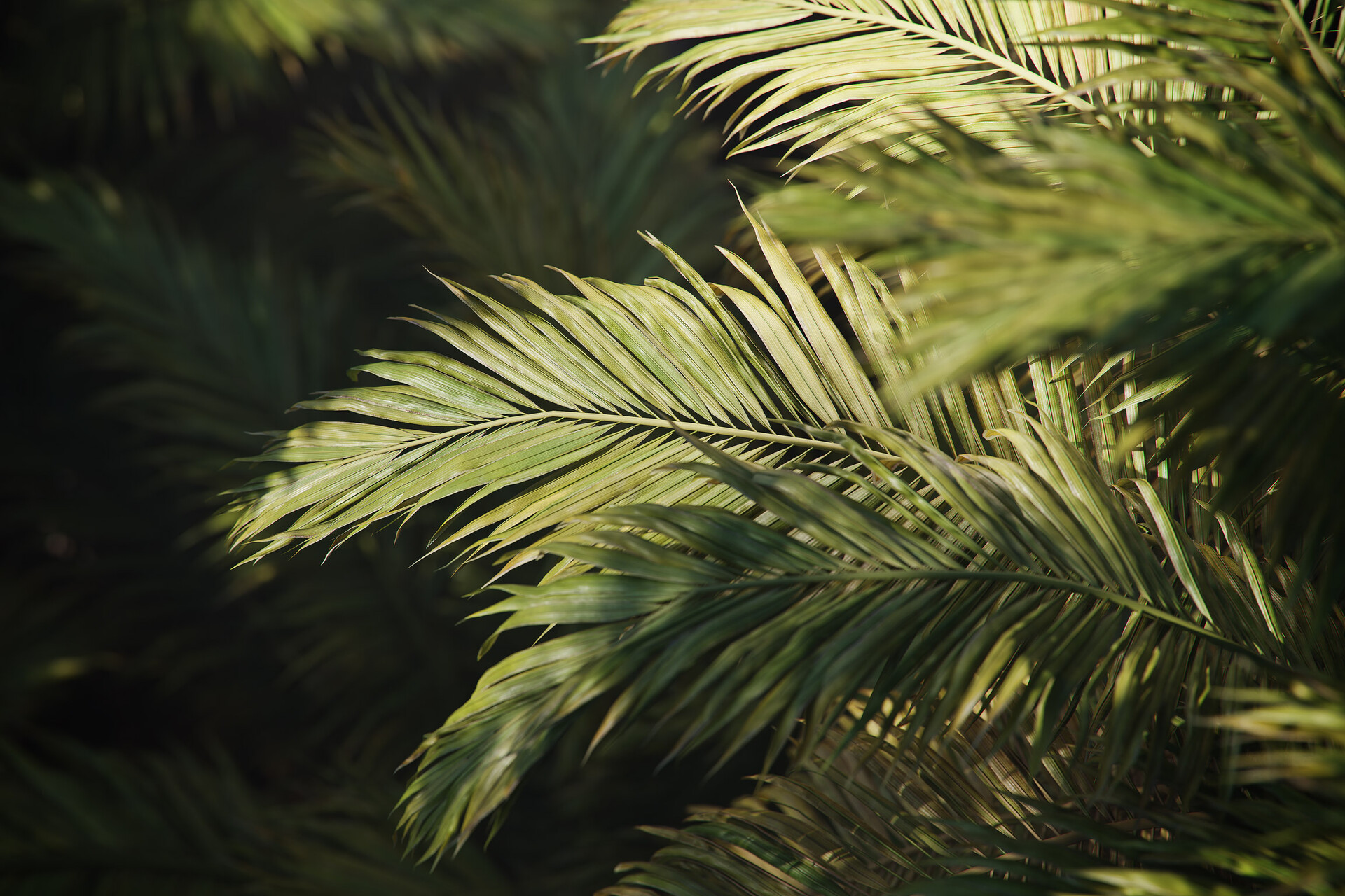 ArtStation - Friendly Shade - Palm Tree