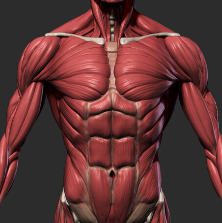 Kyle Hall - Ecroche Anatomy Sculpture