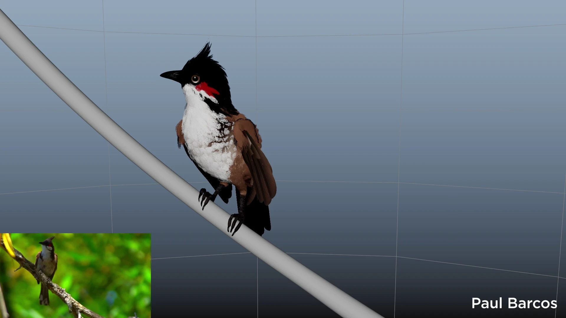 ArtStation - Bird Animation Study