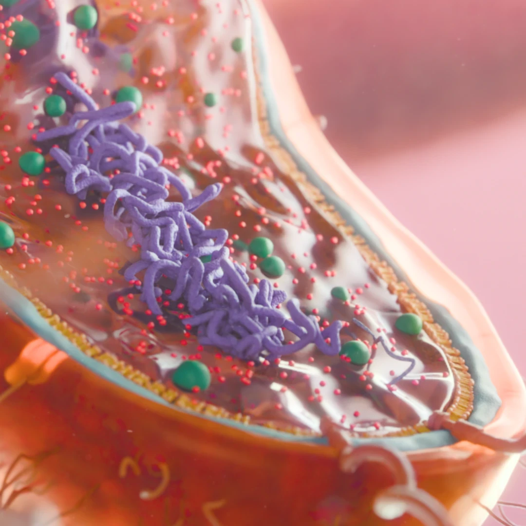 ArtStation - Prokaryotic Cell Representation – Bacteria