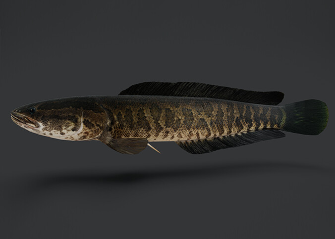 ArtStation - Realistic Snakehead Animated