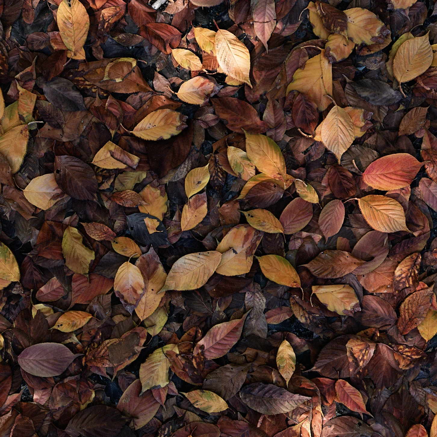 ArtStation - Fallen leaves
