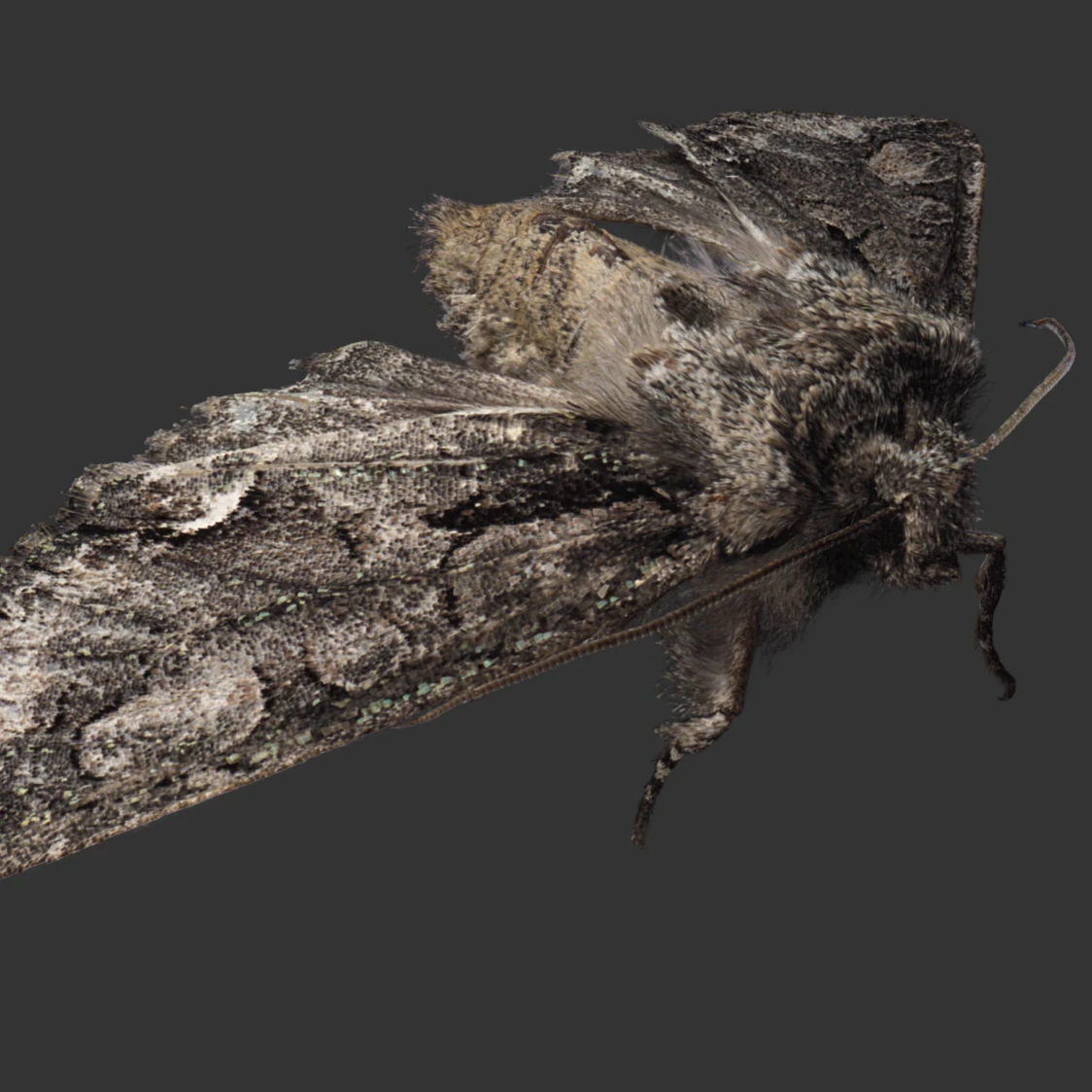 ArtStation - Gray / Dark Dagger Moth
