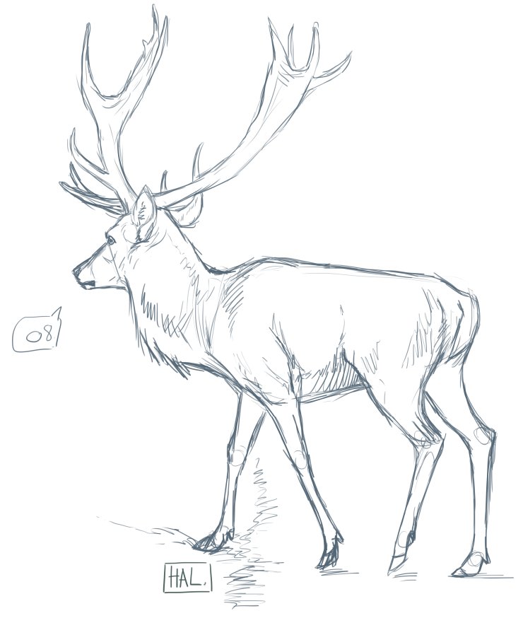 simple stag drawing
