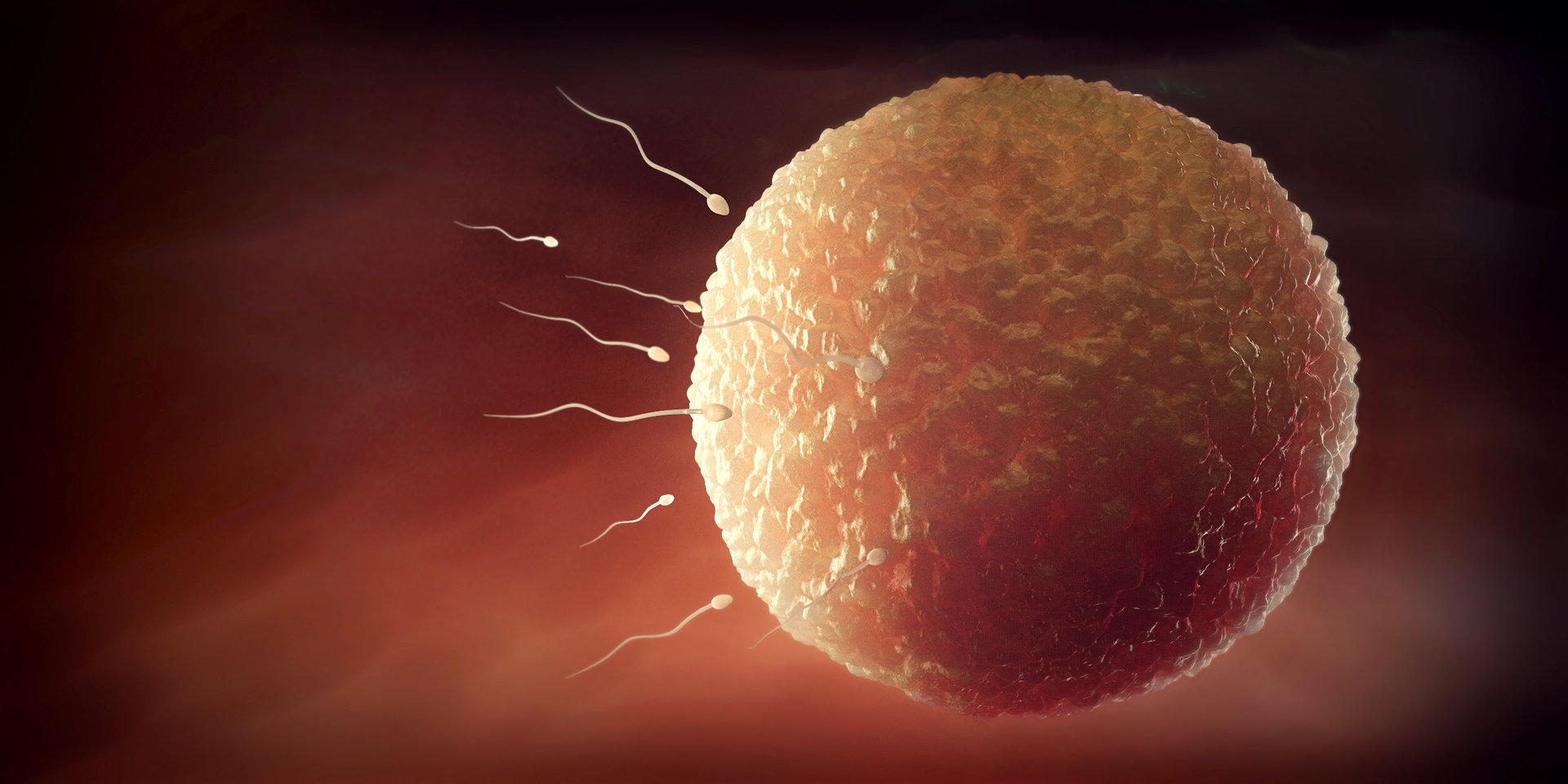 ArtStation - Conception