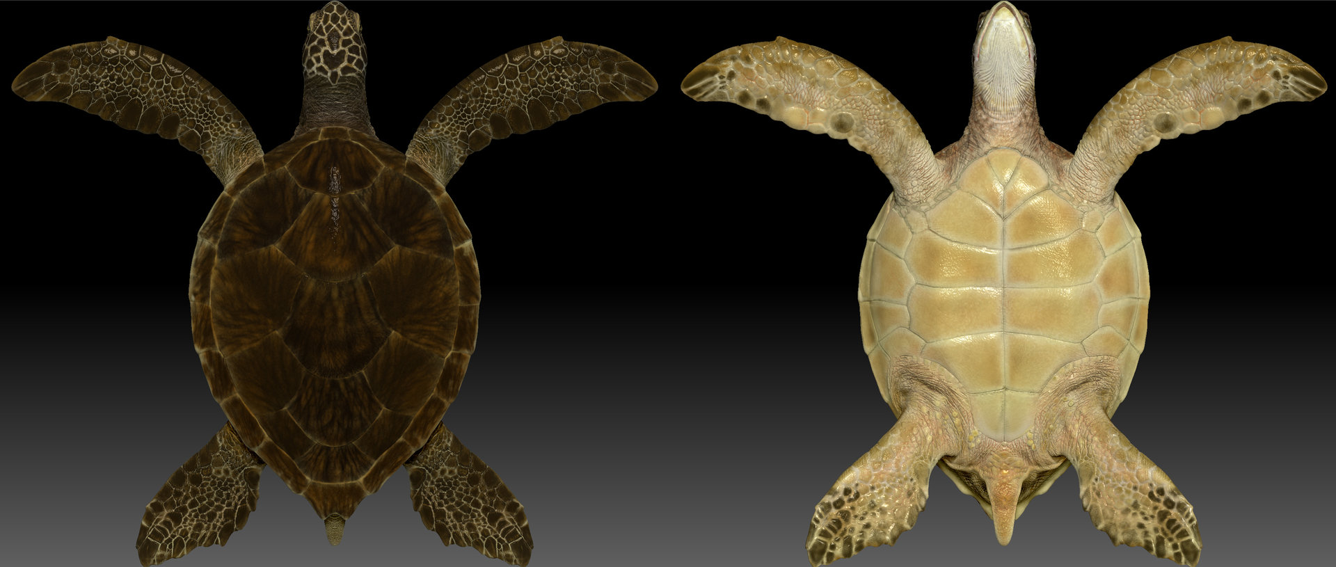 ArtStation - pawikan (2009)