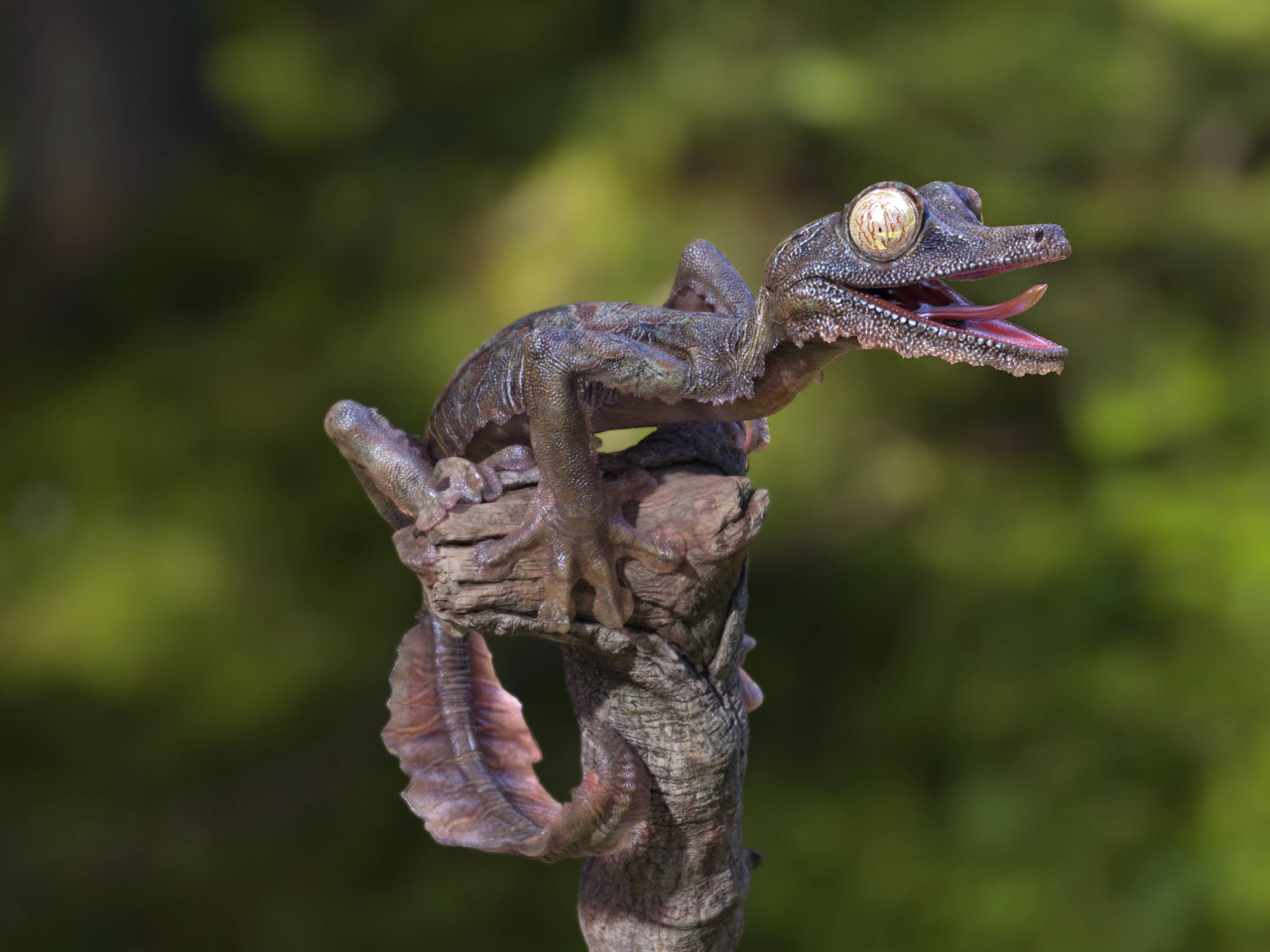 ArtStation - Leap Tailed Gecko
