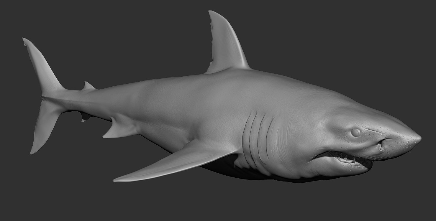 Jon Berry - Sculpting exercise - great white
