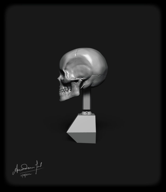 ArtStation - Human Skull
