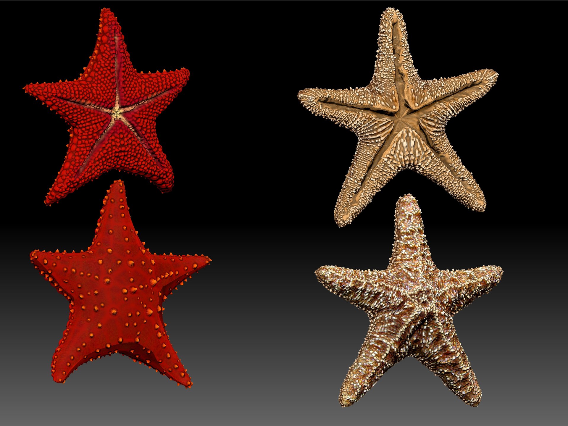 ArtStation - Starfish