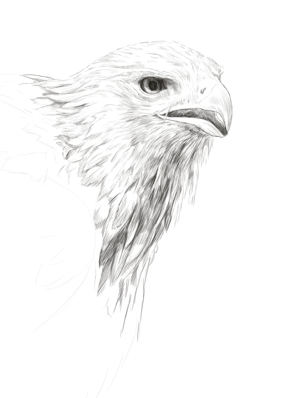 how to draw a golden eagle easy