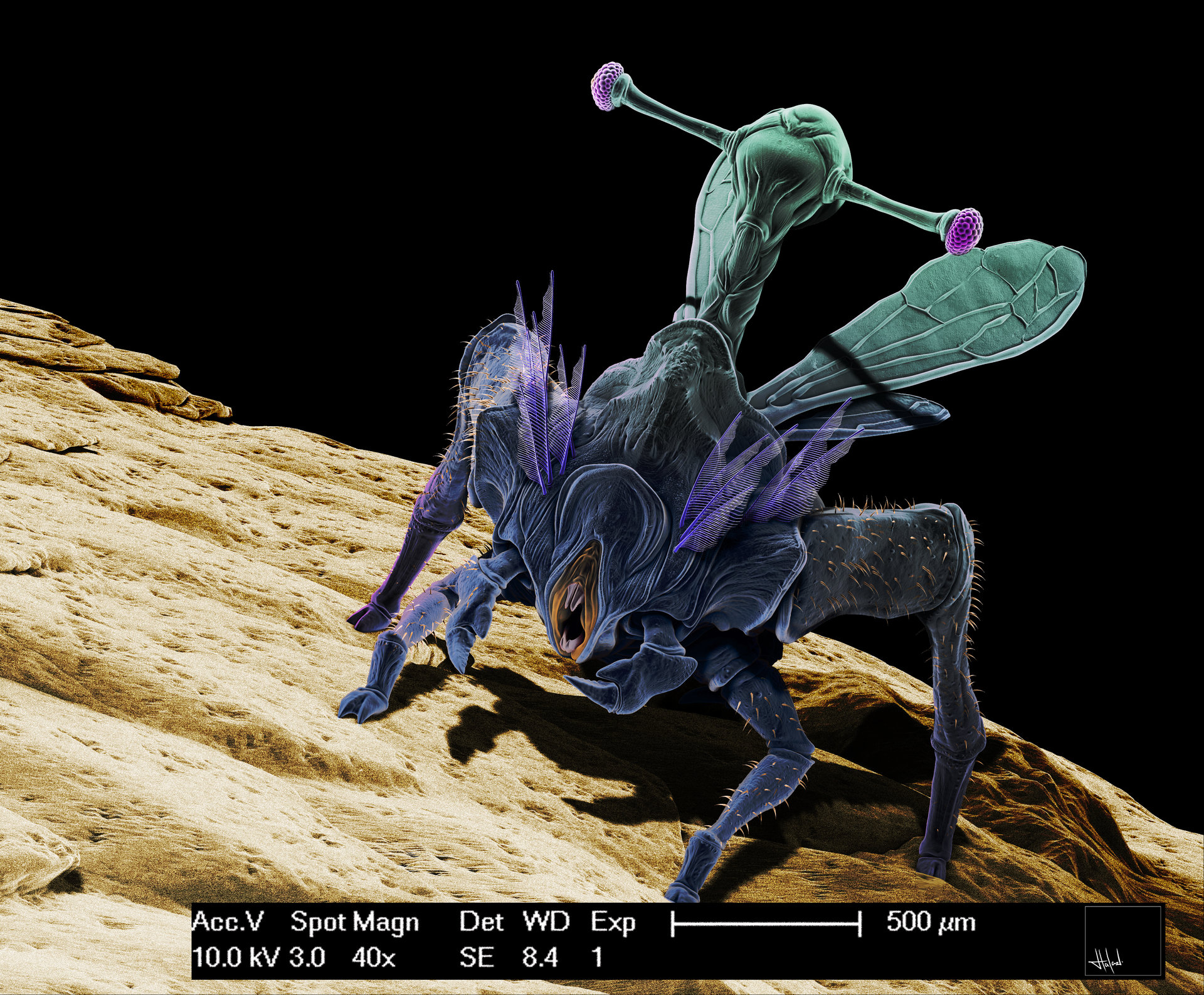 ArtStation - Alienigena Ovum Erepo