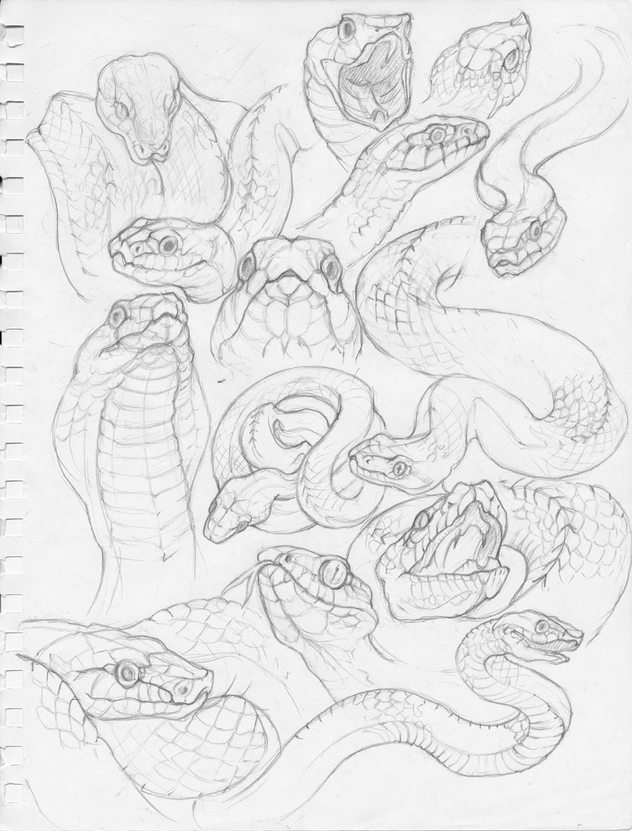 ArtStation - snake sketches