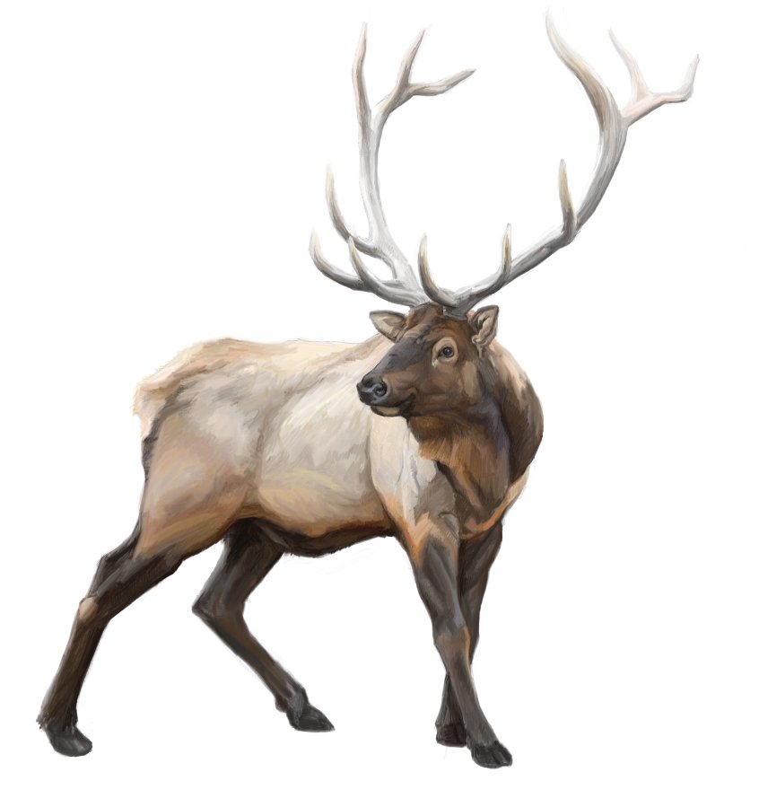 ArtStation - Elk