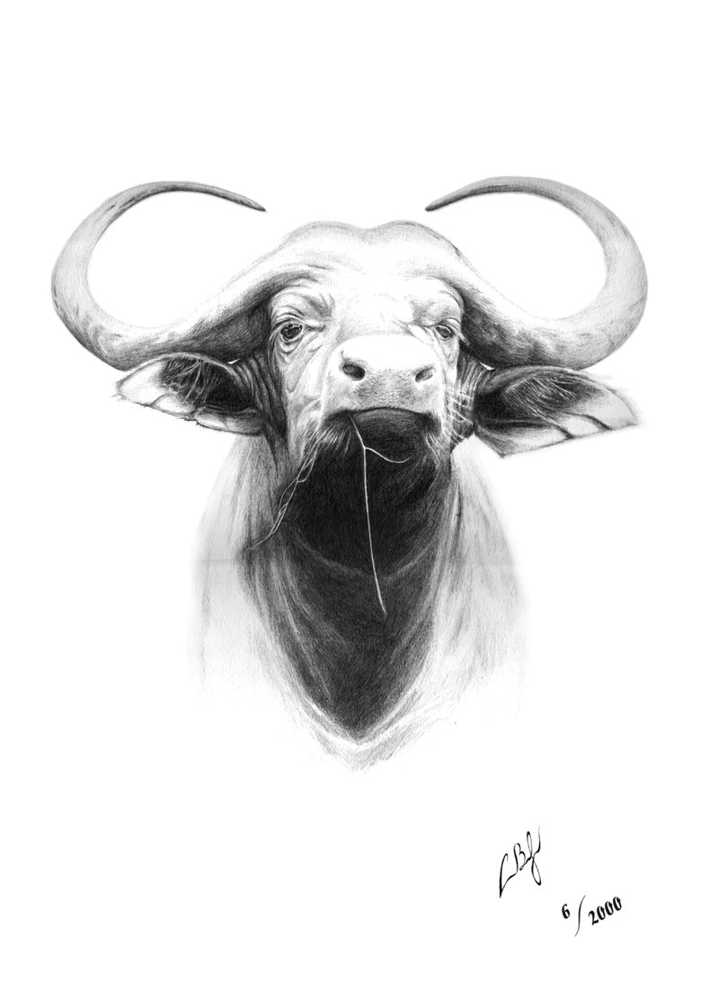 ArtStation - Big Five - Buffalo