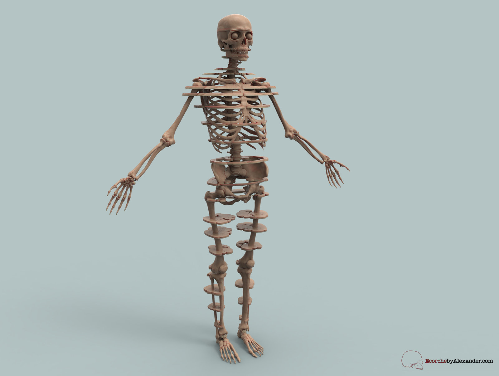 Alexander Kafoussias - Dynamic écorché poses