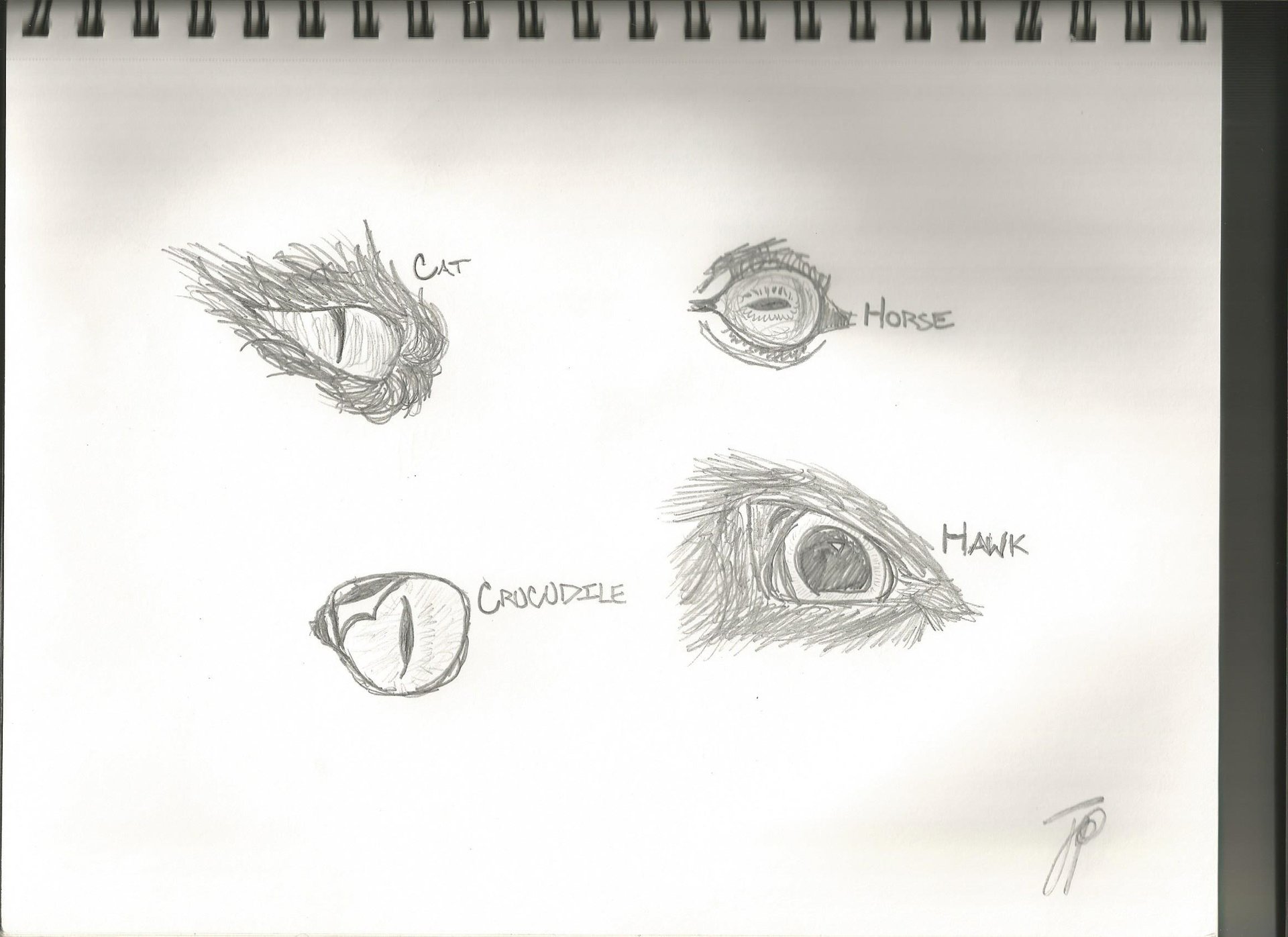 ArtStation - Eyes of Animals