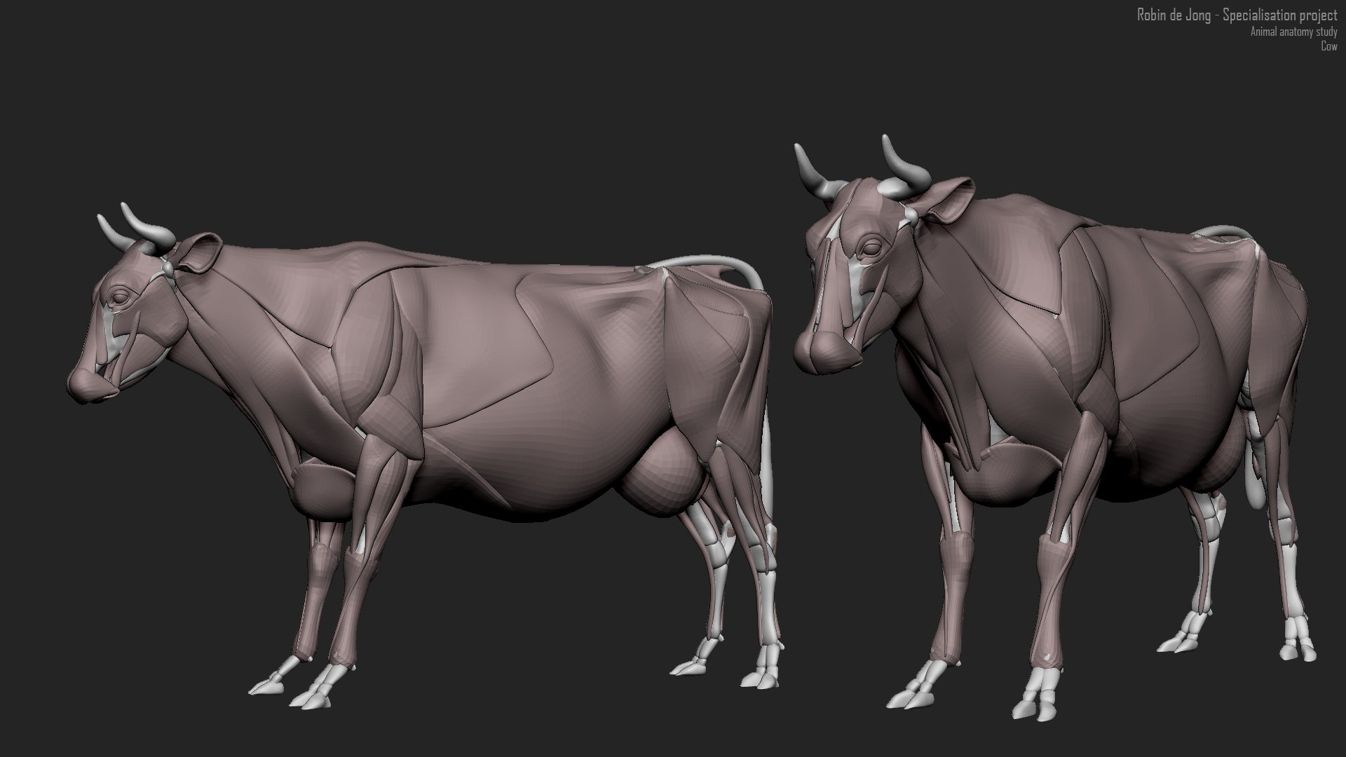 ArtStation - cow anatomy study