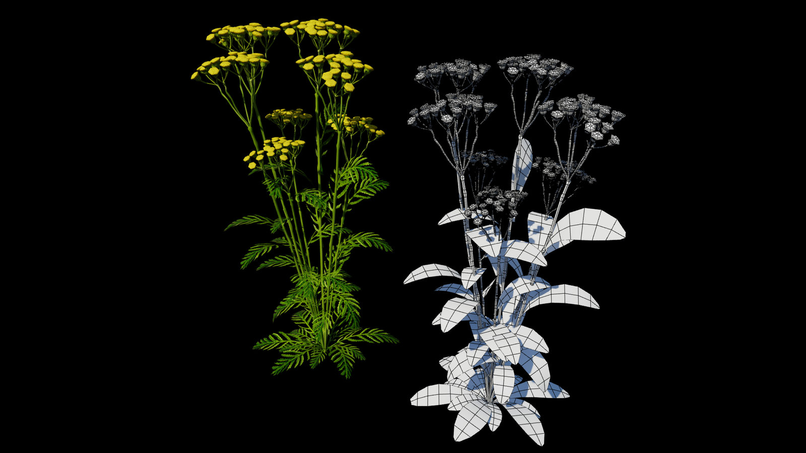 Jakub Basara - Polish plants