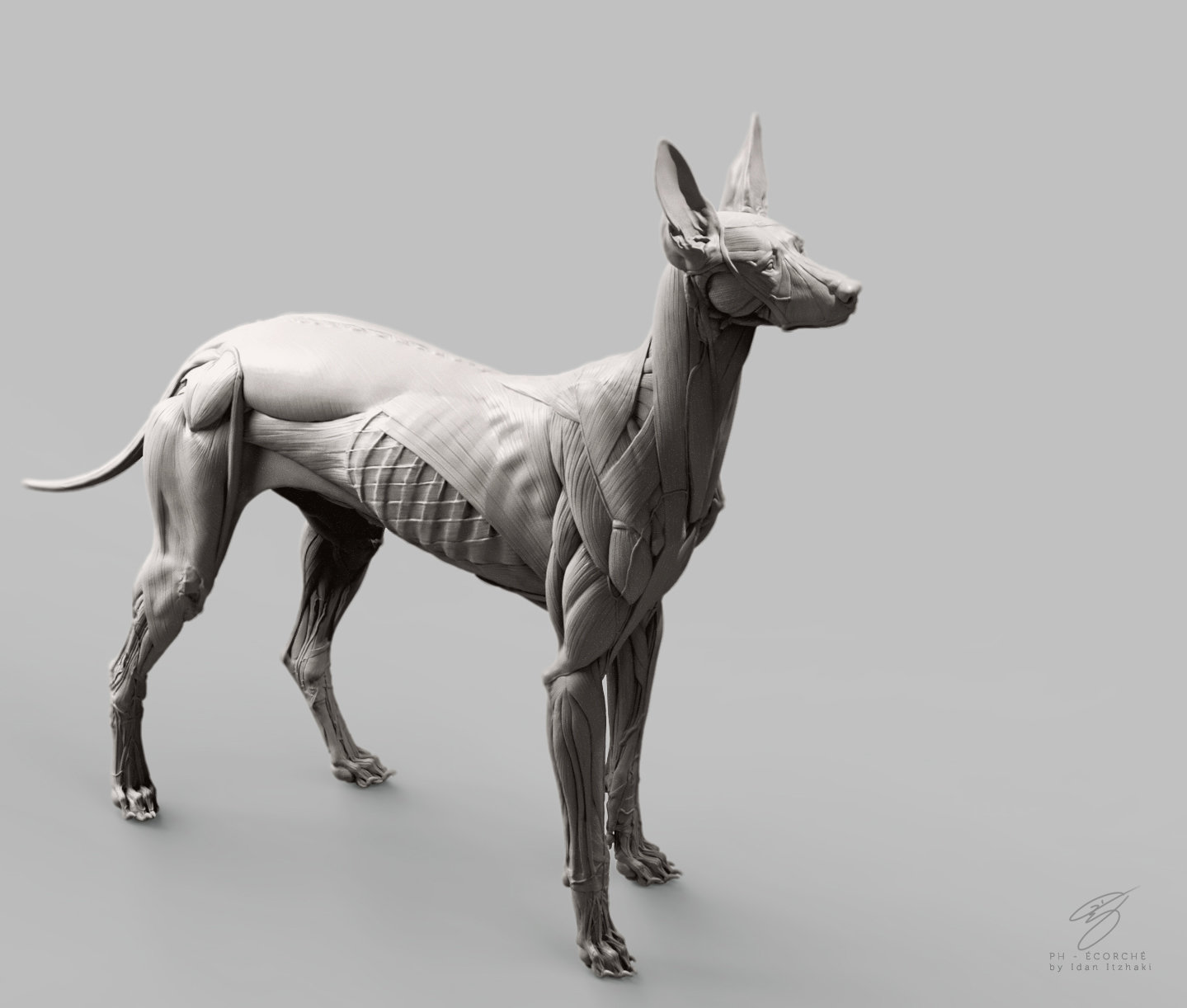 ArtStation - Canine Écorché
