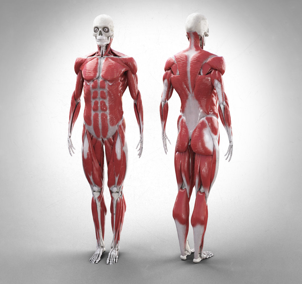 ArtStation - Ecorche