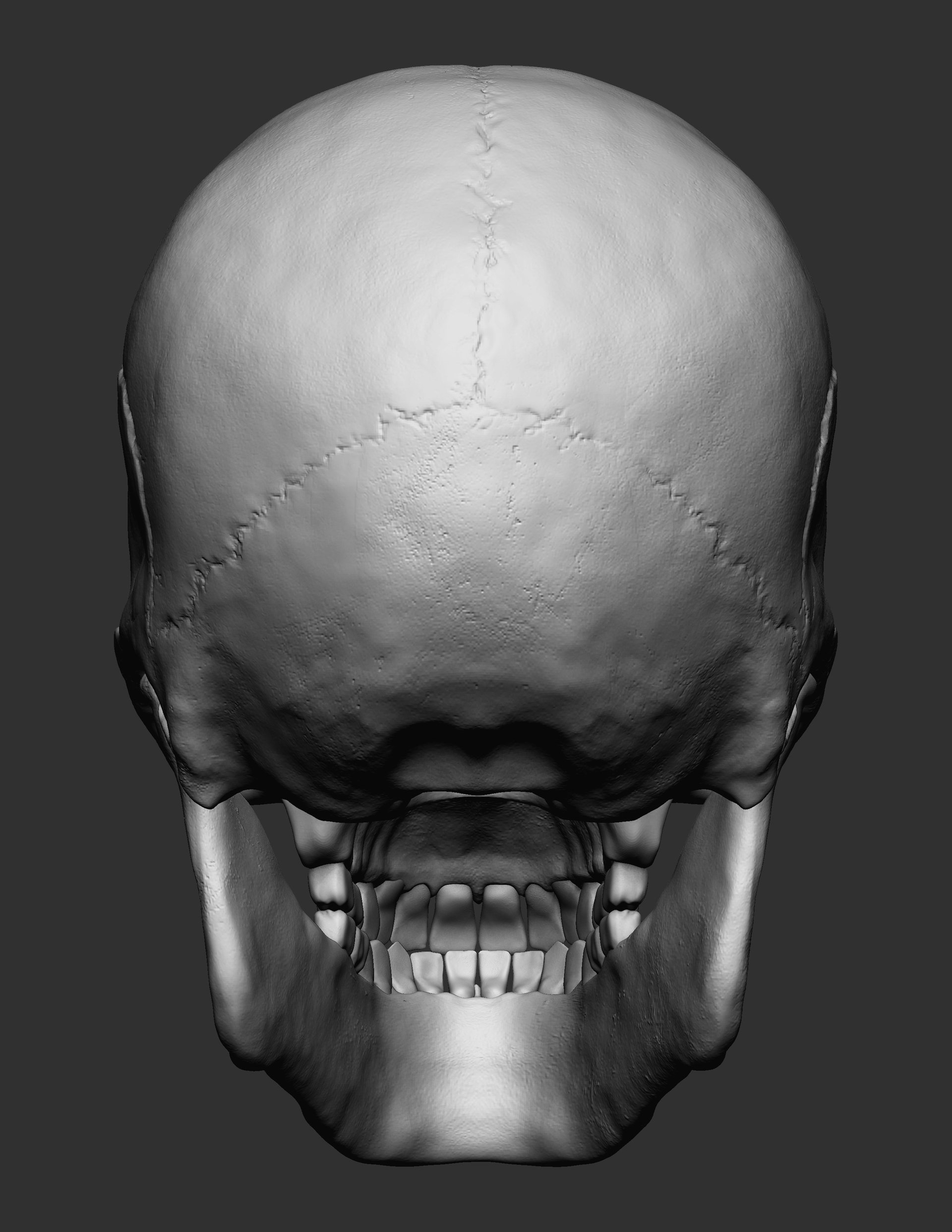 Amanda Marson - European Male Skull
