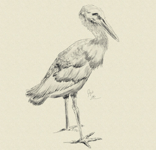 ArtStation - Durer Bird Study