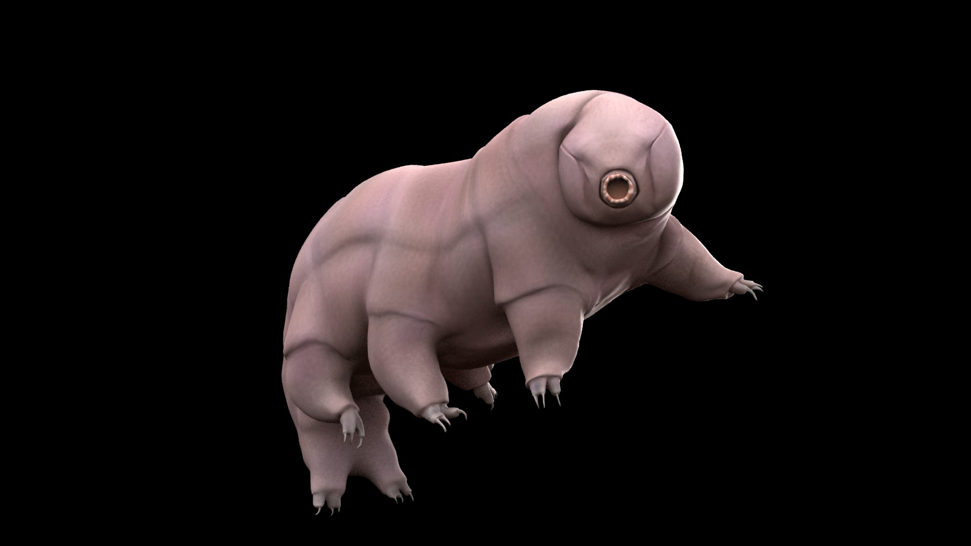 Mustafa Vangöl - Tardigrade Model 3D Animated Water Bear