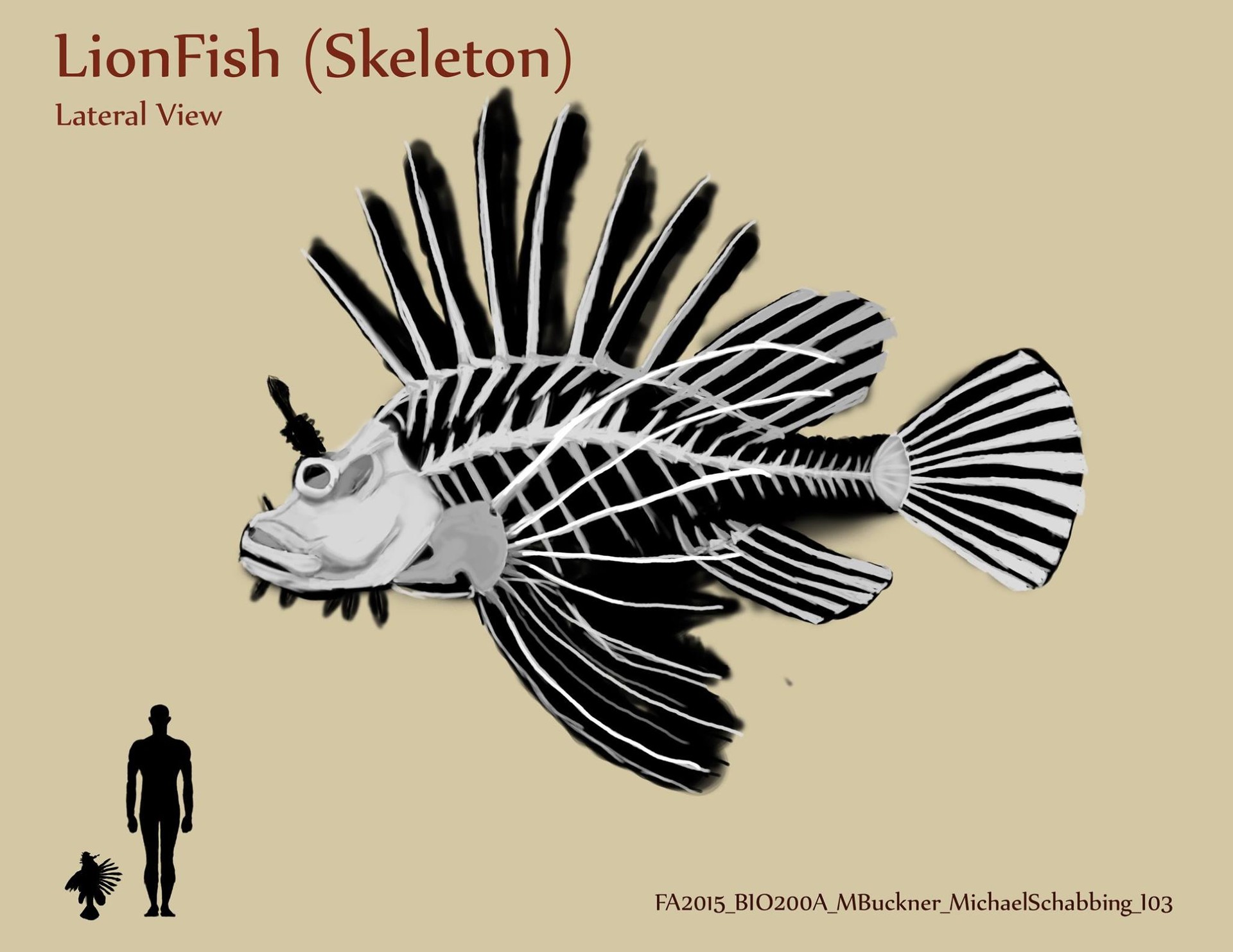 easy to draw lionfish