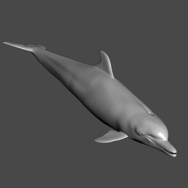 Stephan Plotnicov - The 3D model dolphin