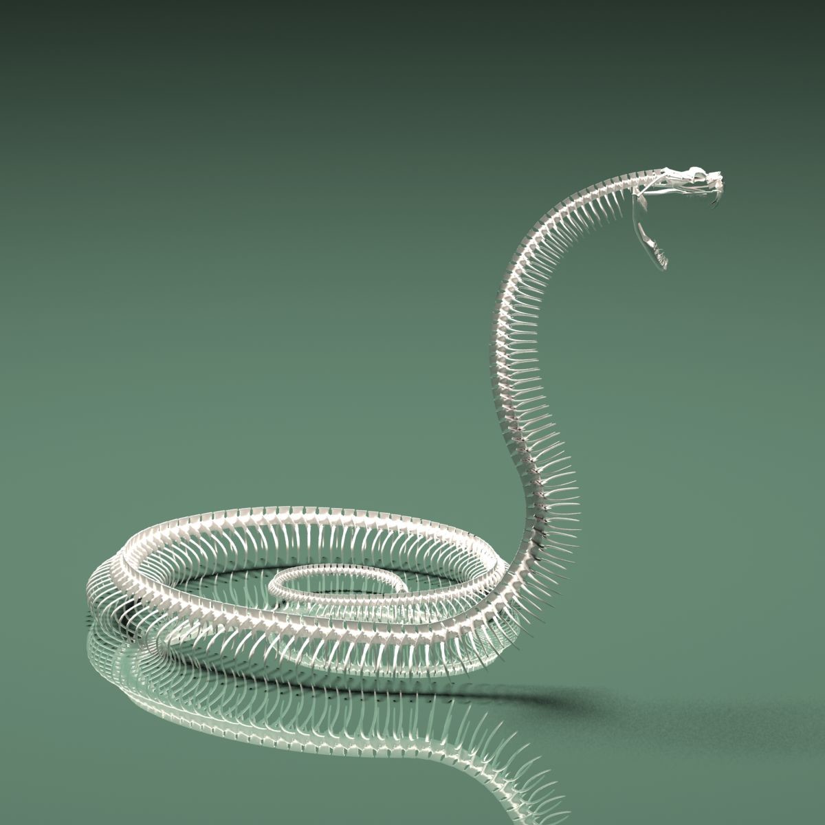 Stephan Plotnicov - The 3D model snake skeleton