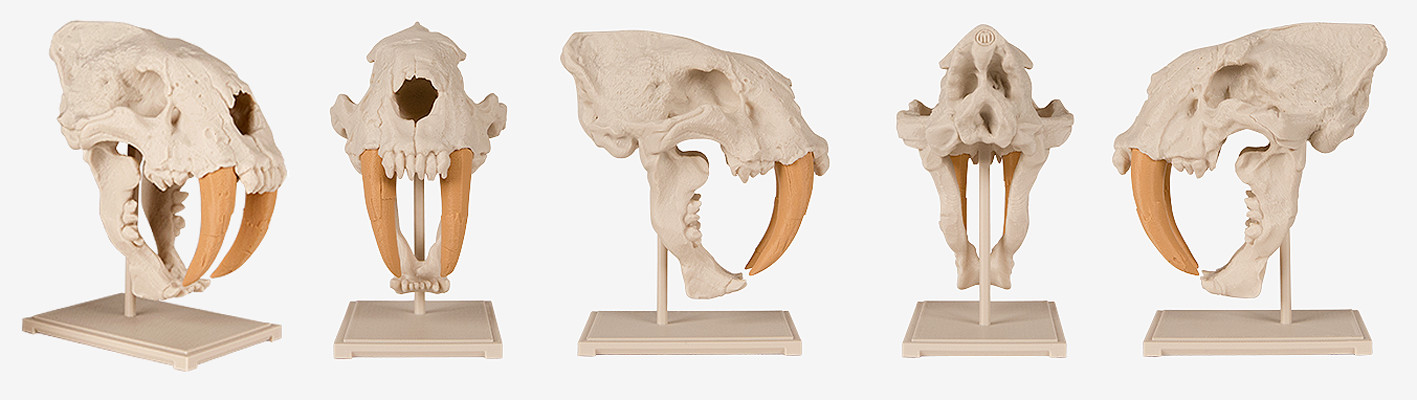 Joe Stachnik (Stachmo) - Sabertooth Skull