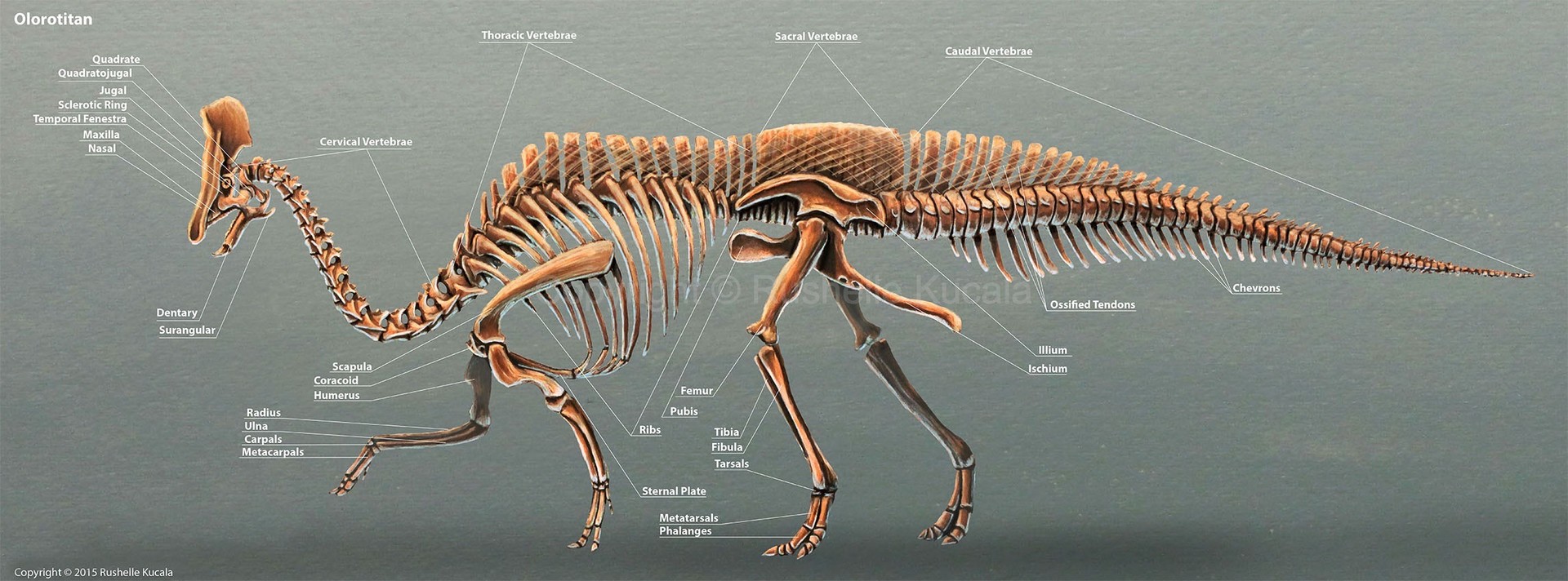 ArtStation - Olorotitan Skeletal Study