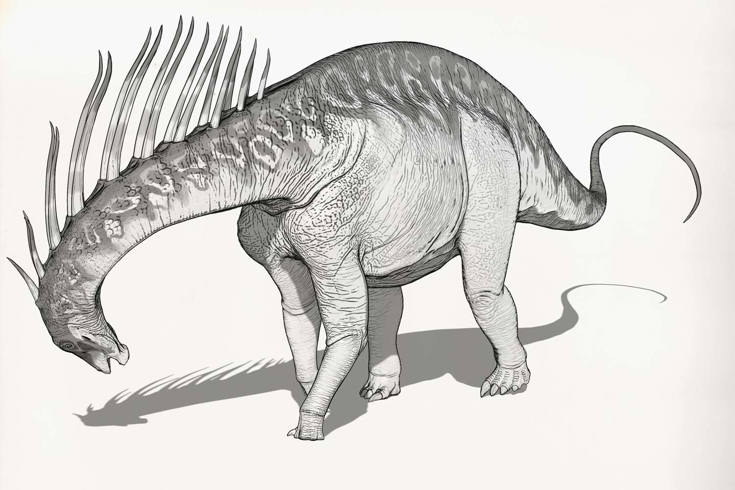 ArtStation - Draw Dinovember Day 29 Amargasaurus