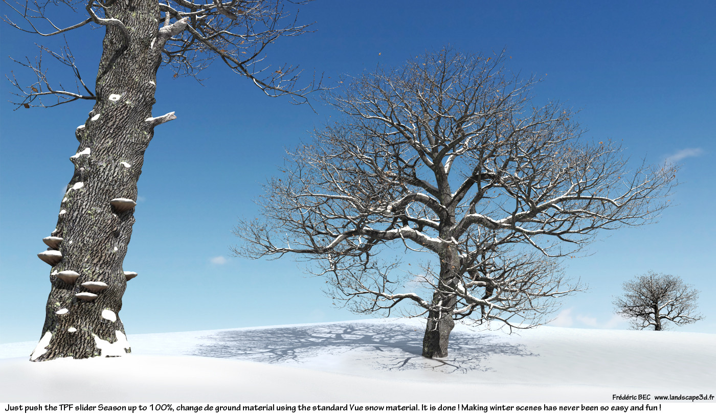ArtStation - English oak (Quercus robur) in winter