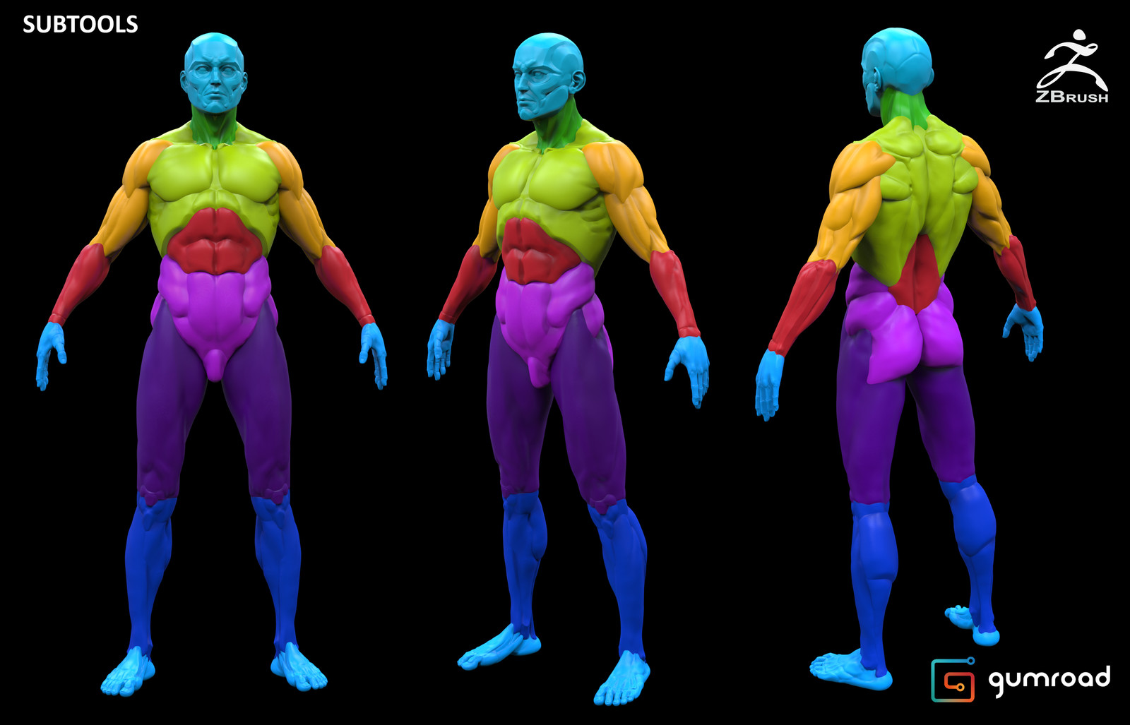 Carlos Cruz (calicg) - Gumroad Modular Anatomy