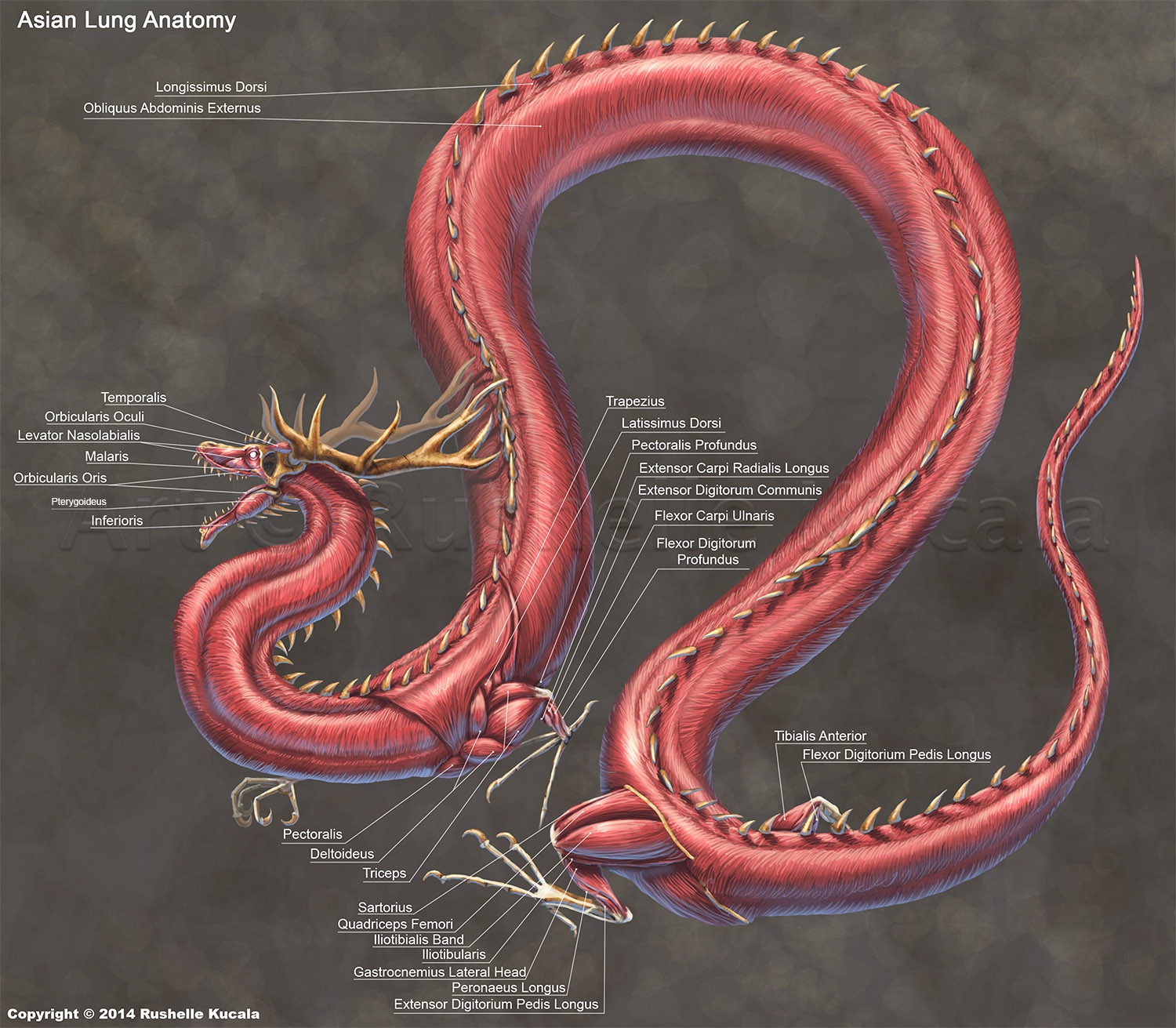 Dragon Muscle Anatomy