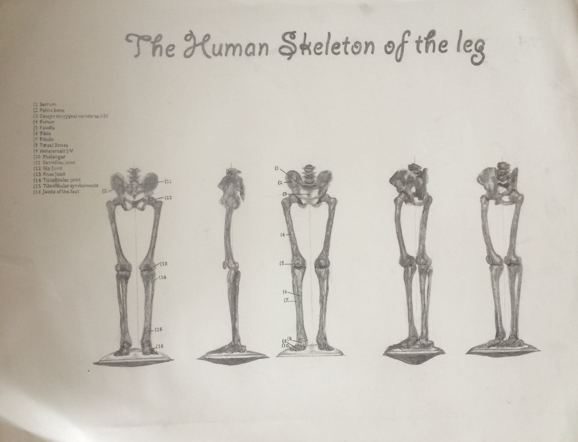 Corey Everett - Anatomy Study