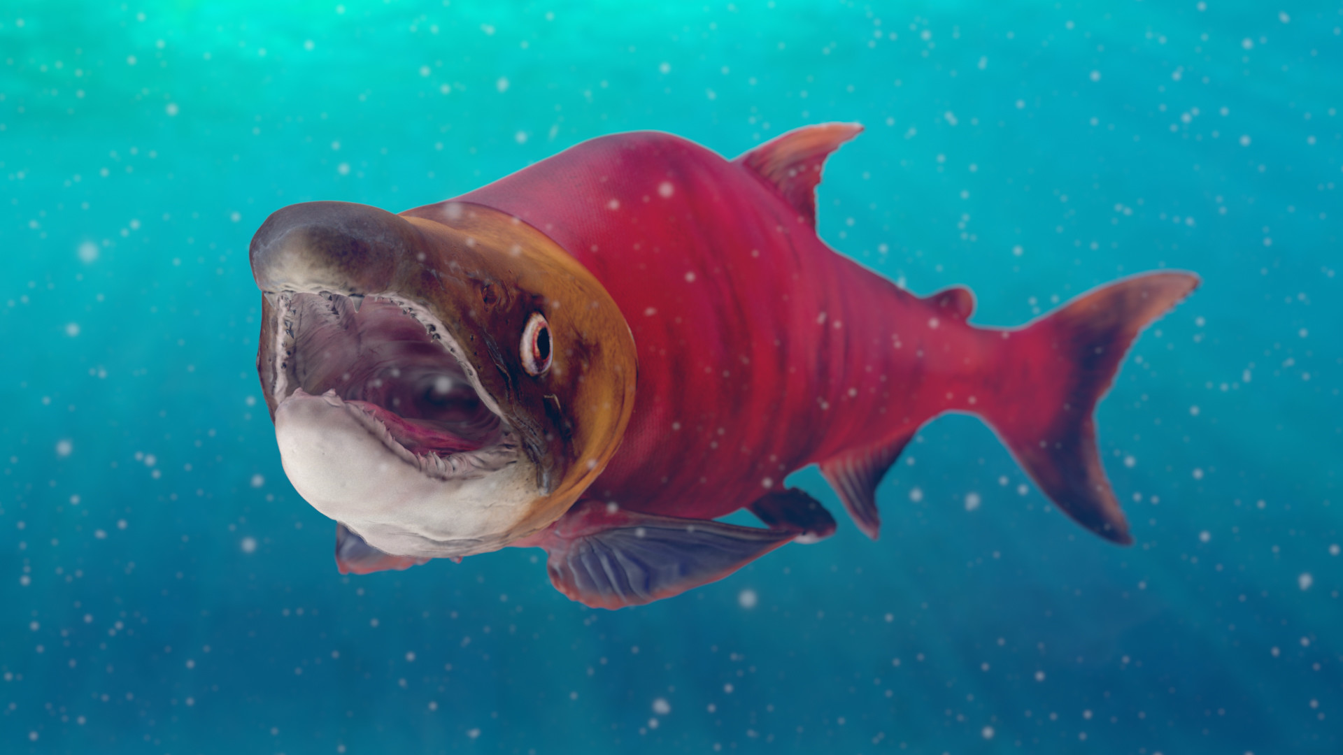 Milos Manojlovic - Salmon