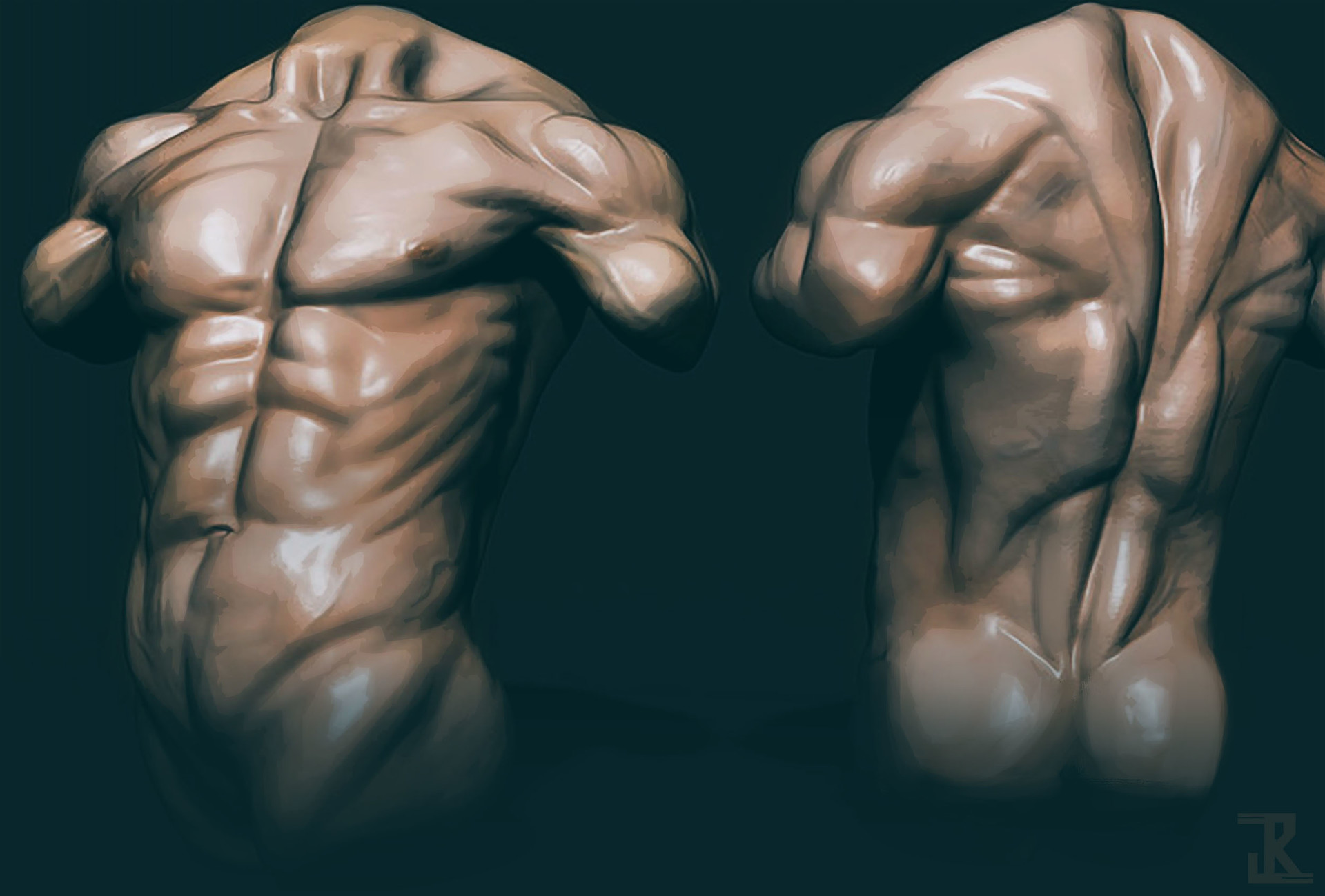 ArtStation - Torso Study