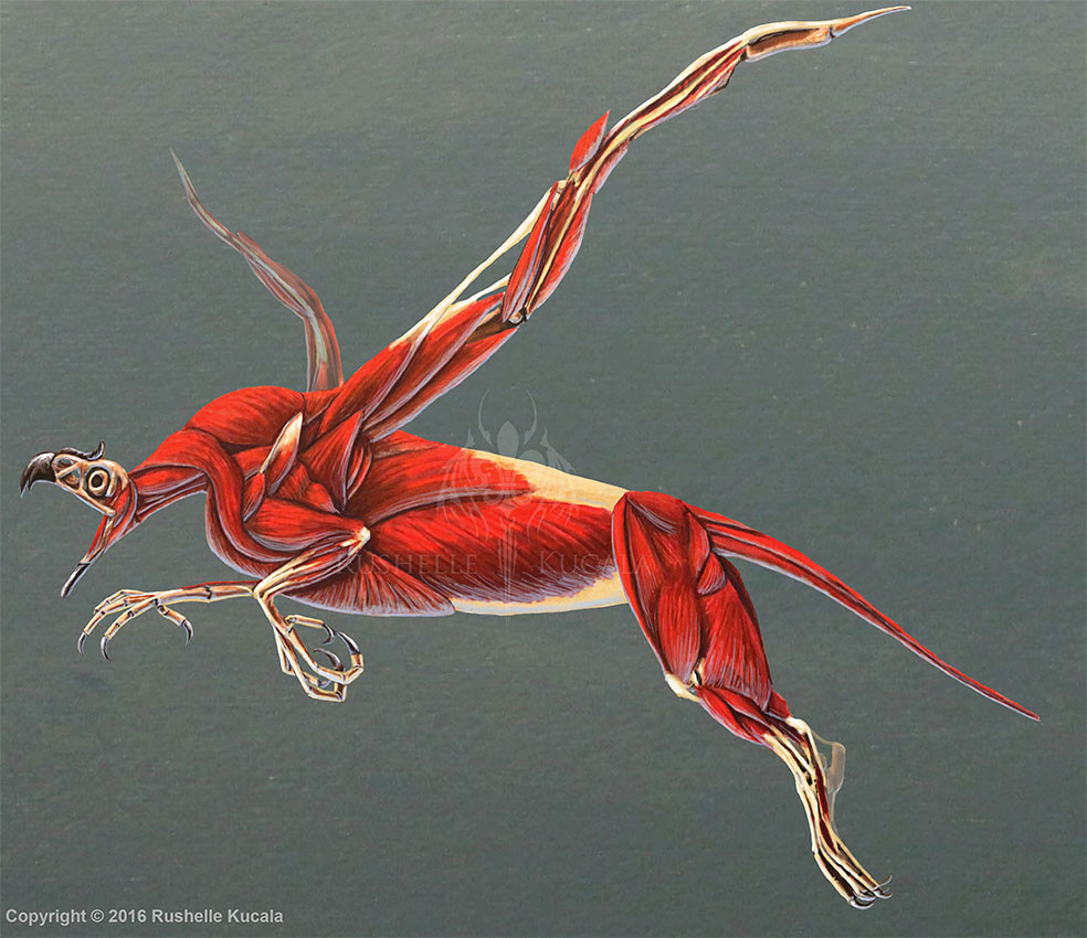 ArtStation - Gryphon Muscle Anatomy No Labels