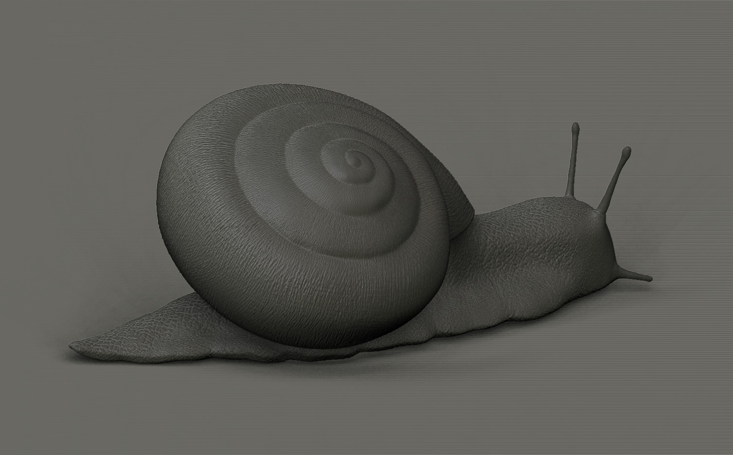 Will Concannon - Snail Project (WIP)