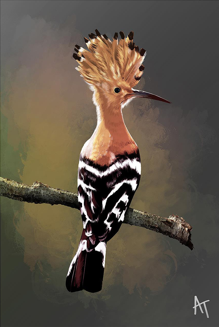 ArtStation - Upupa epops