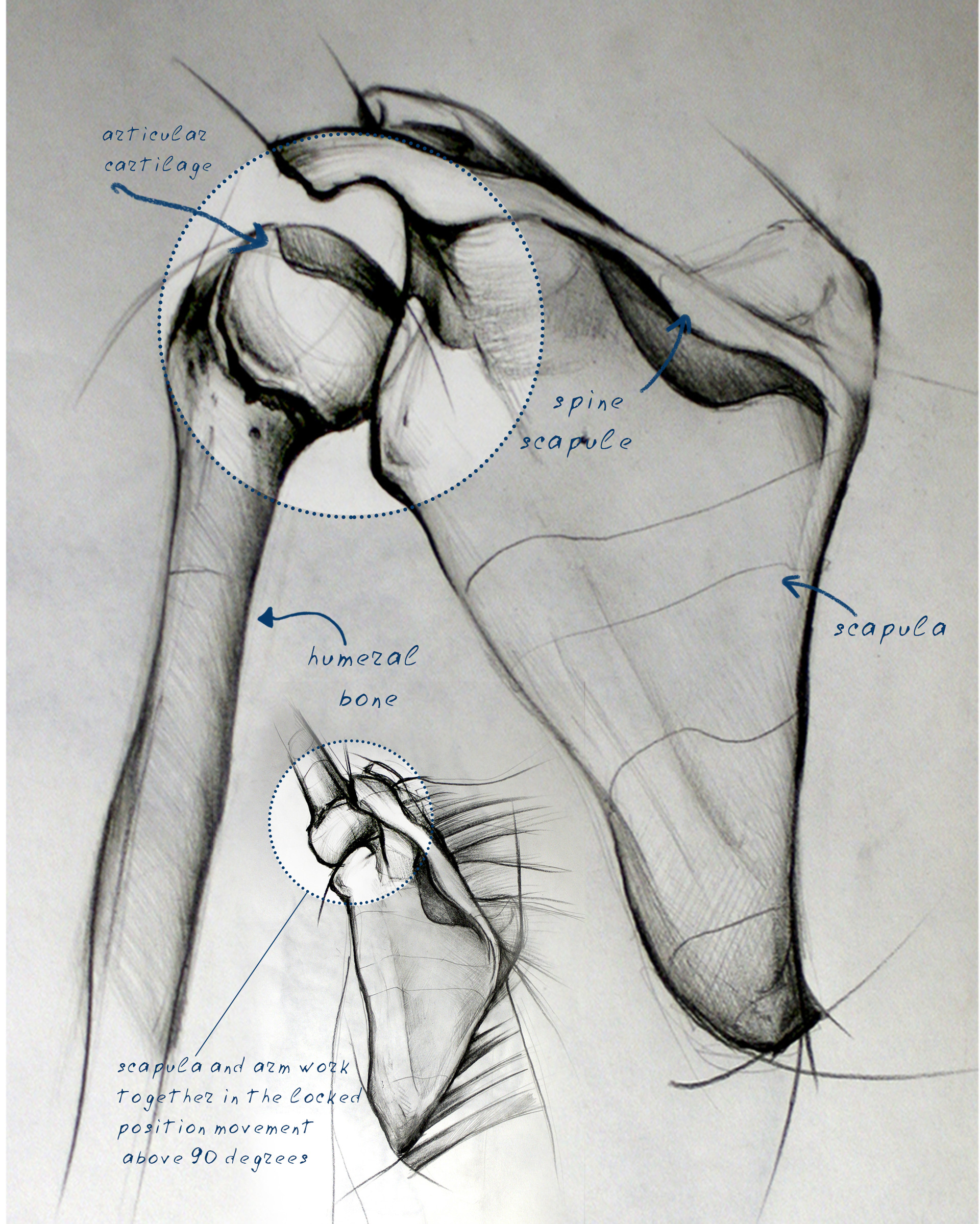 ArtStation - scapula
