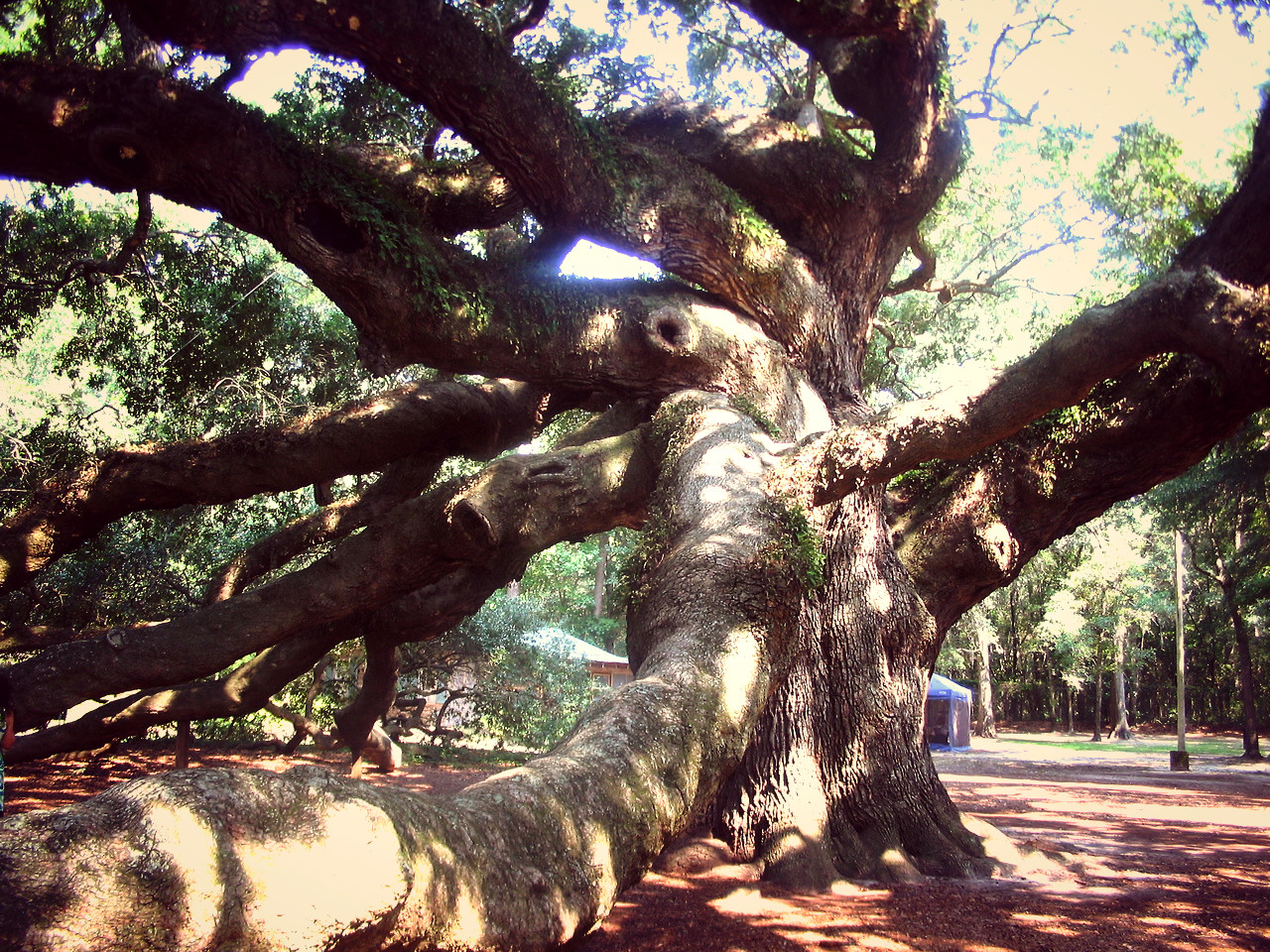 ArtStation - Angel Oak Tree