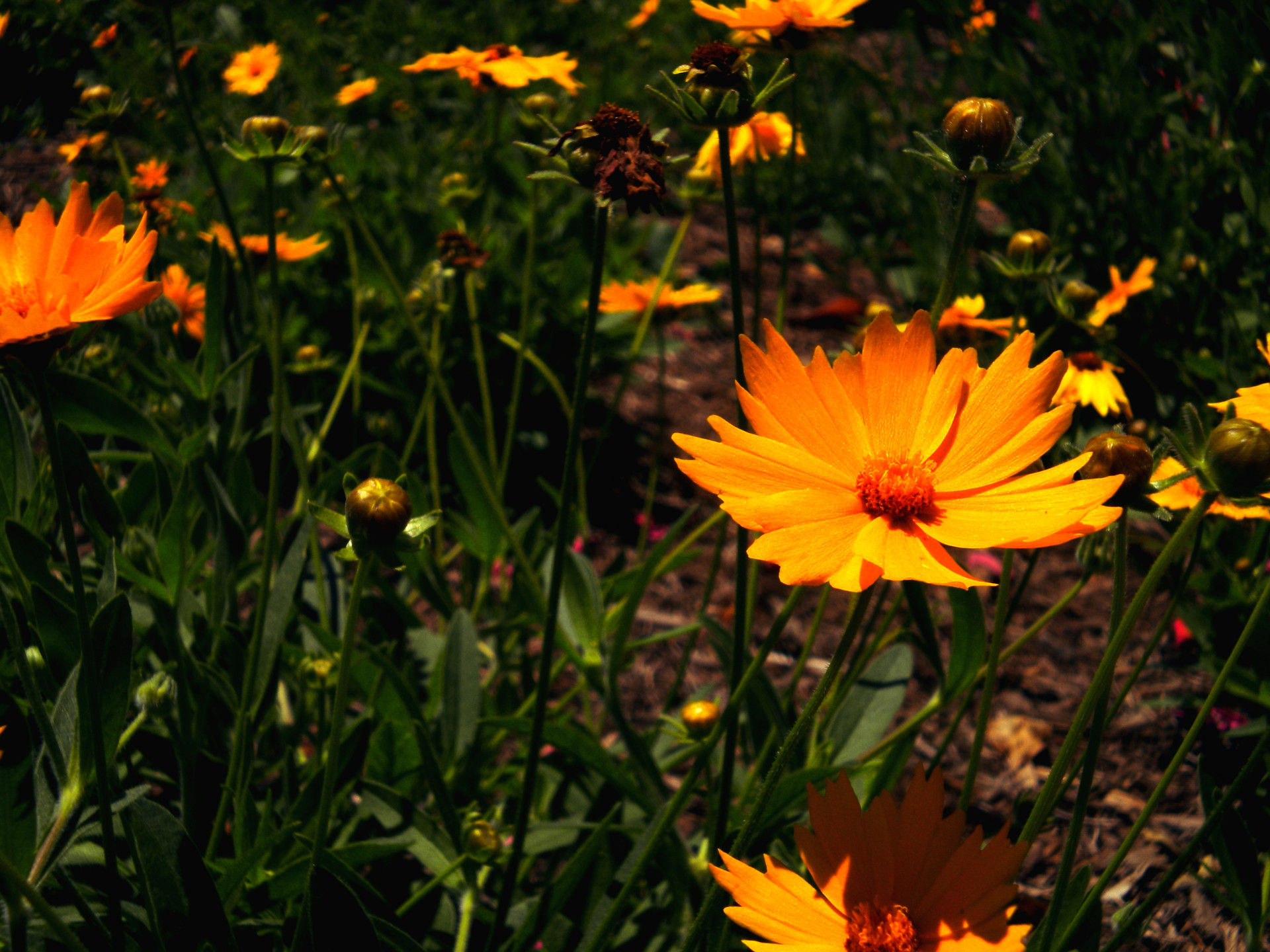 ArtStation - Golden Flowers