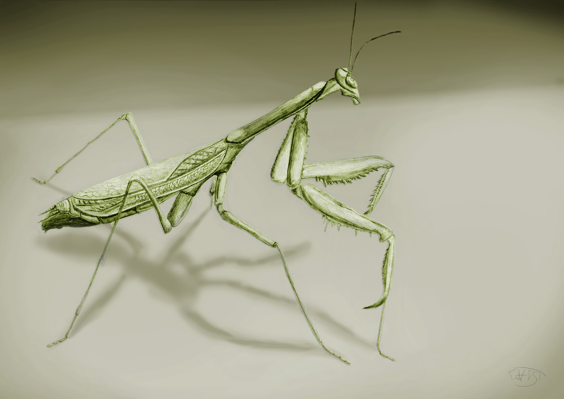ArtStation - Mantis, Kévin Lourdel