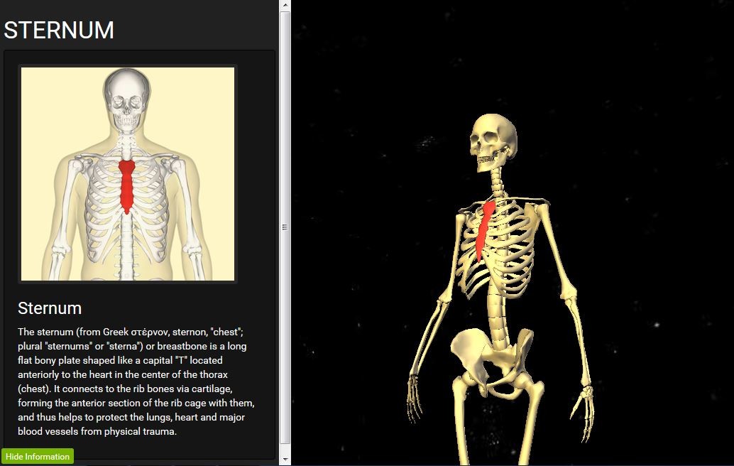 ArtStation - Skele(BETA) - A 3d approach to anatomy Skele(BETA) - A 3d ...