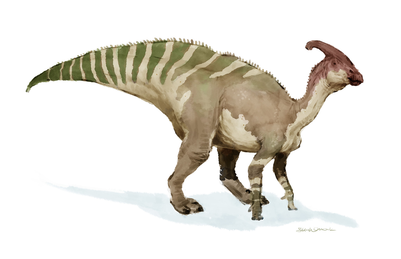 Steven Womack - Parasaurolophus