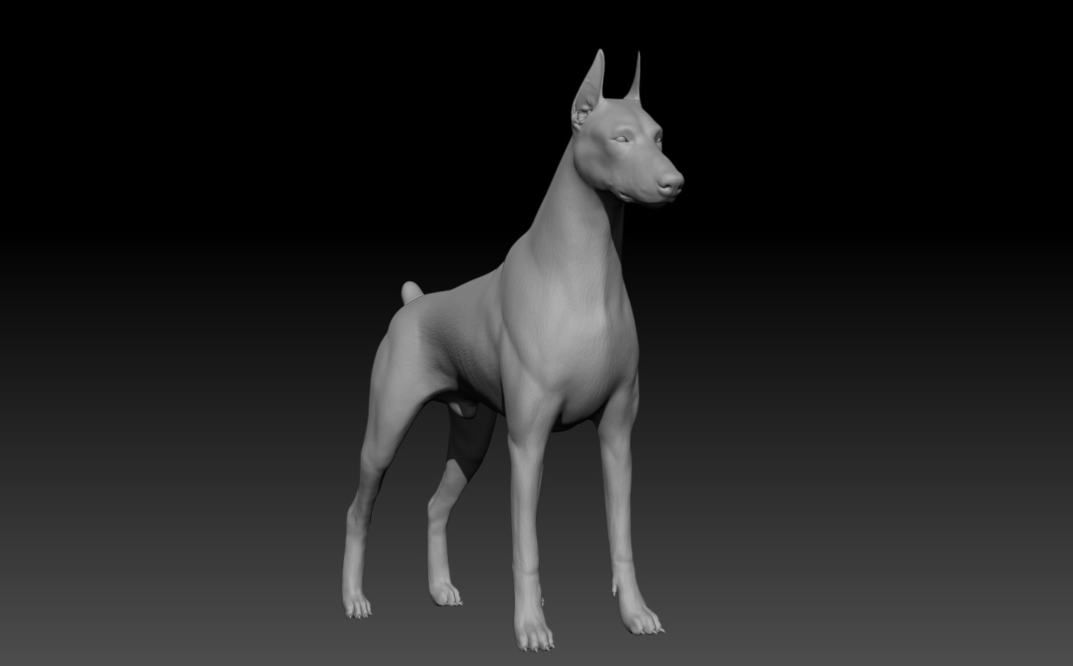 ArtStation - Dog Anatomy Study